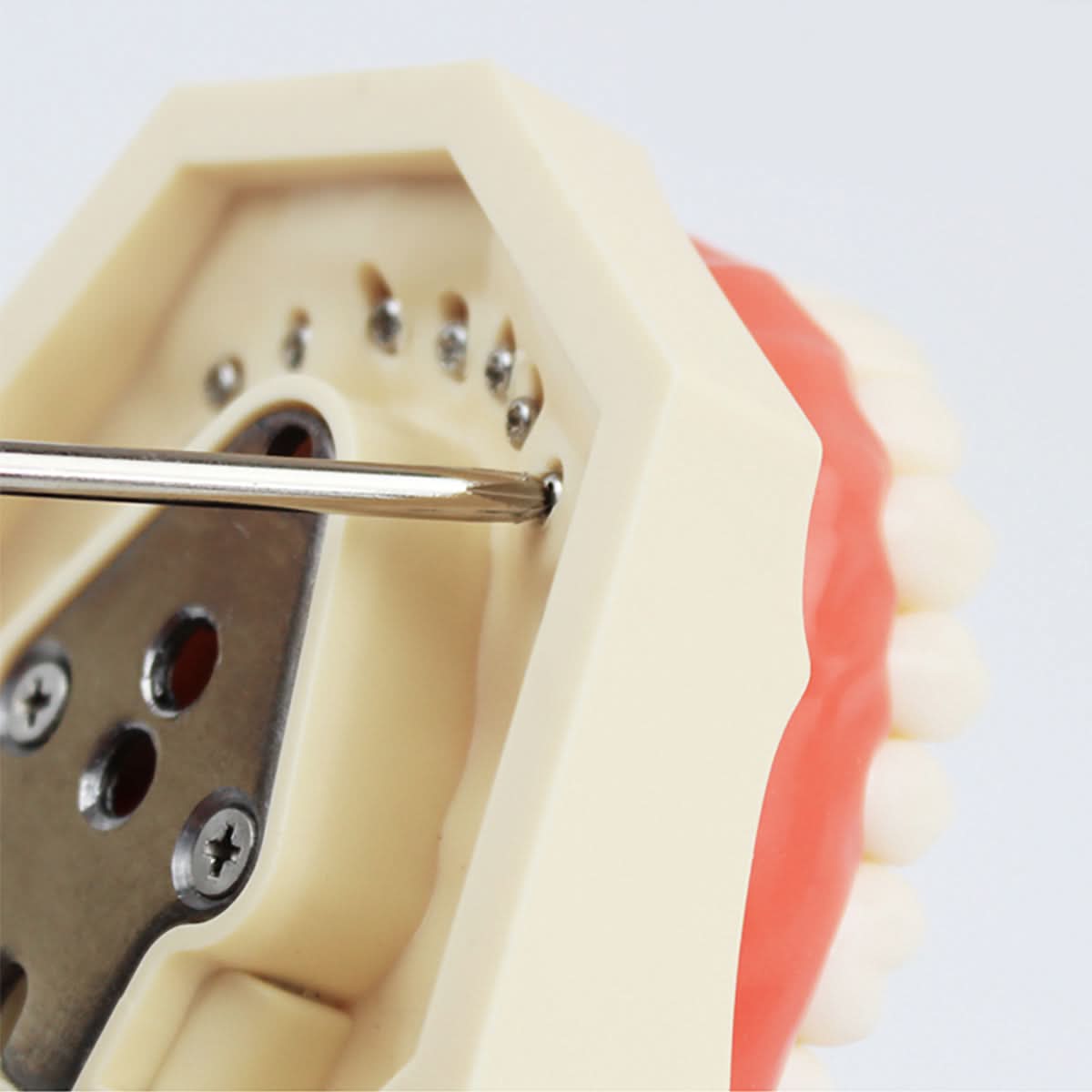 Dental Articulated Teeth Model With Removable Teeth